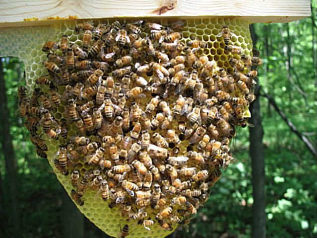 Newly established tbh swarmed with new queen cells in process | Beesource Beekeeping Forums